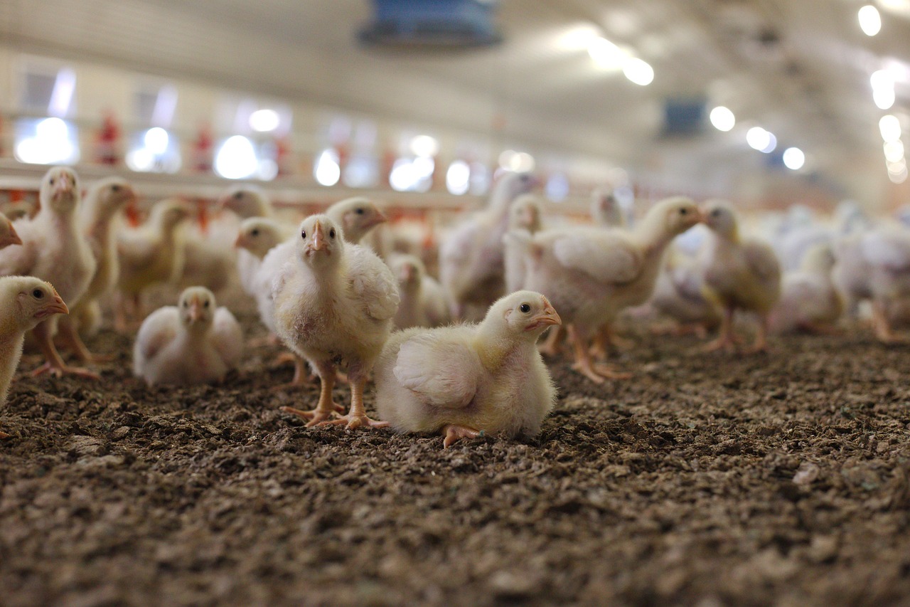 Basic Equipment Required For Poultry Farming: Guide For Beginner ...