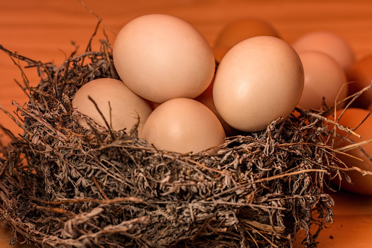 Basic Equipment Required For Poultry Farming: Guide For Beginner ...