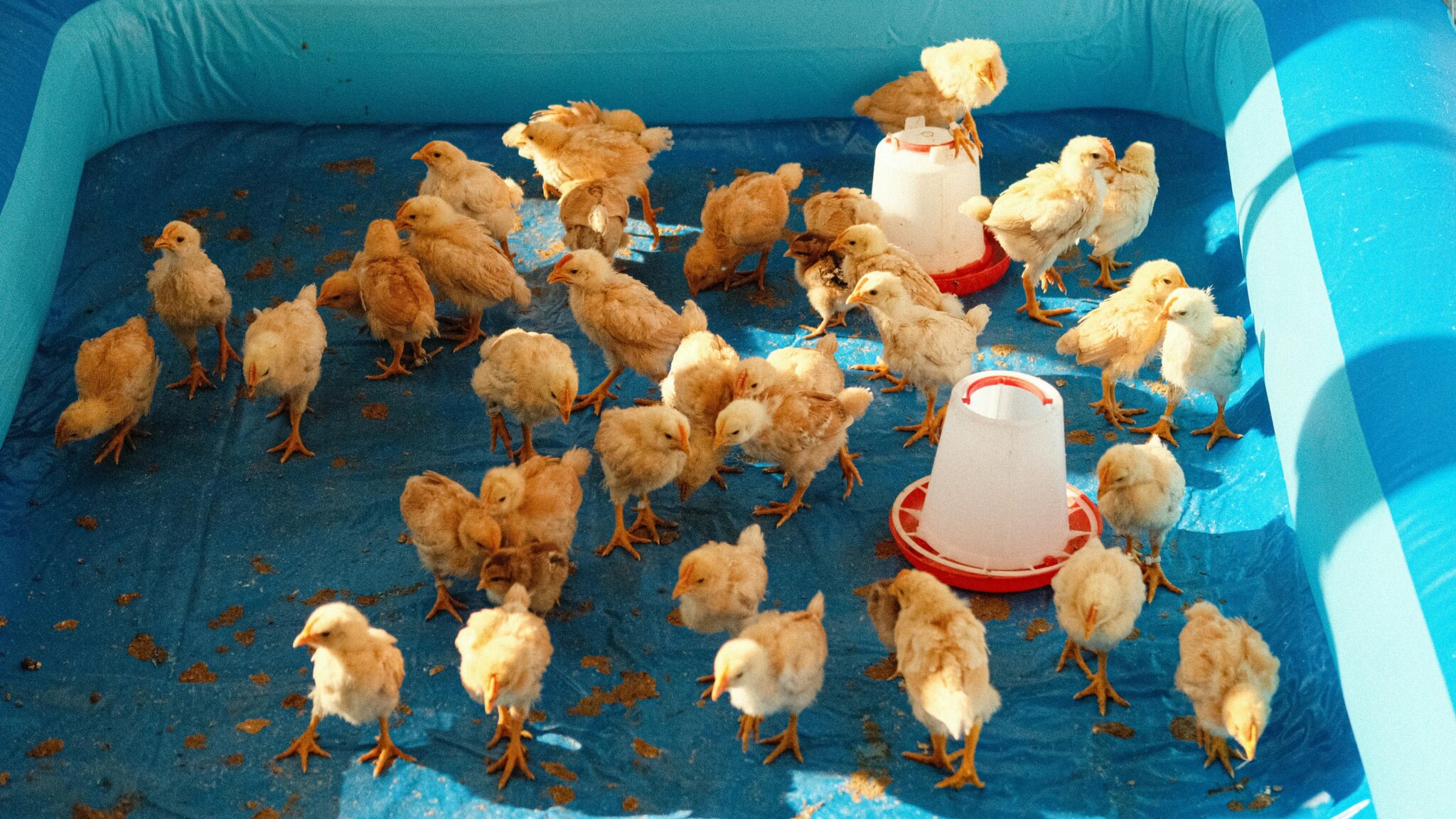 Basic Equipment Required For Poultry Farming: Guide For Beginner ...