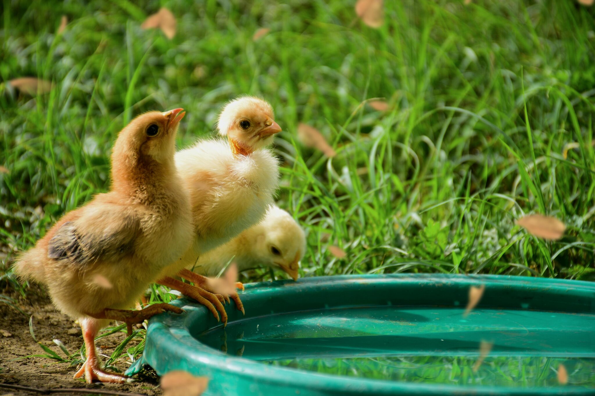 Basic Equipment Required For Poultry Farming: Guide For Beginner ...